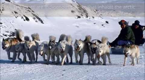 Inuit People Living In The Arctic Are Adapted To Cold, Thanks To Their ...