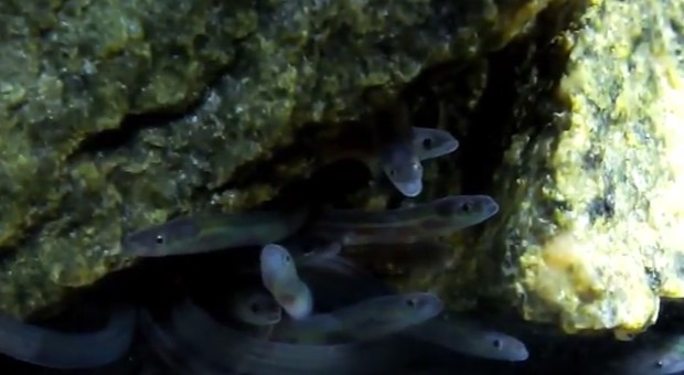 Unraveling The Glass Eels That Use Magnetism To Guide Them : Nature ...