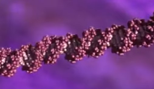 Unraveling DNA Replication For The First Time On Video : Health ...